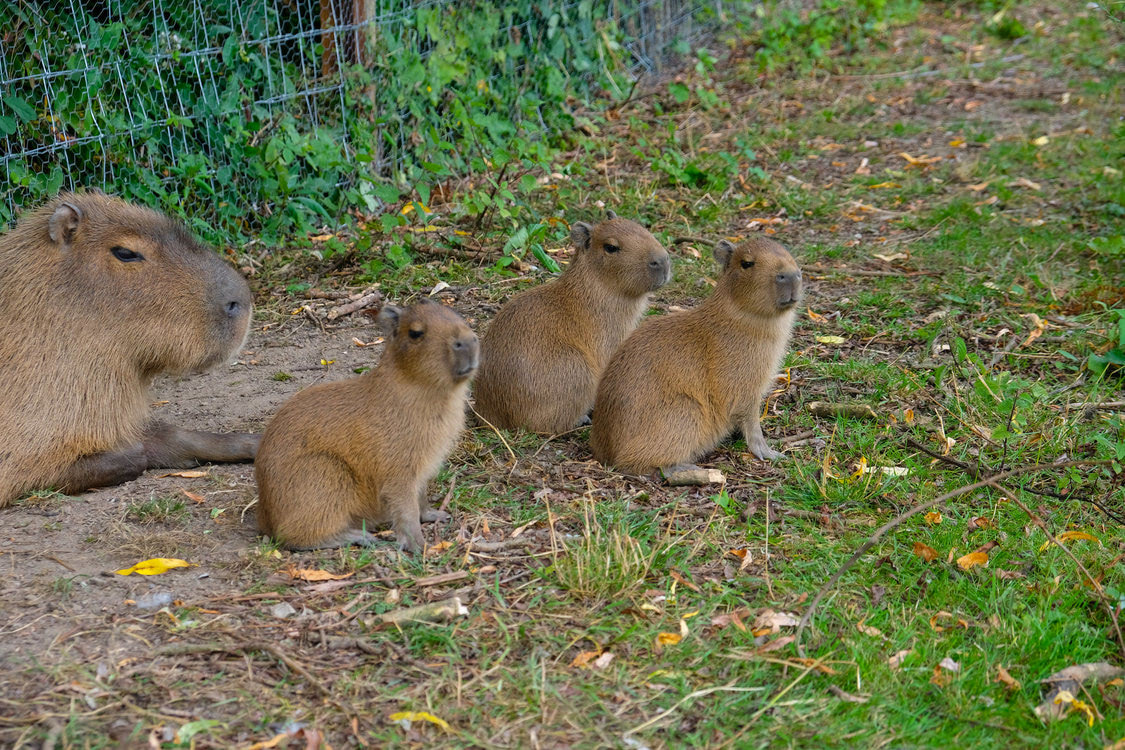 FE News | Eccles Sixth Form College Animal Department welcome three new ...