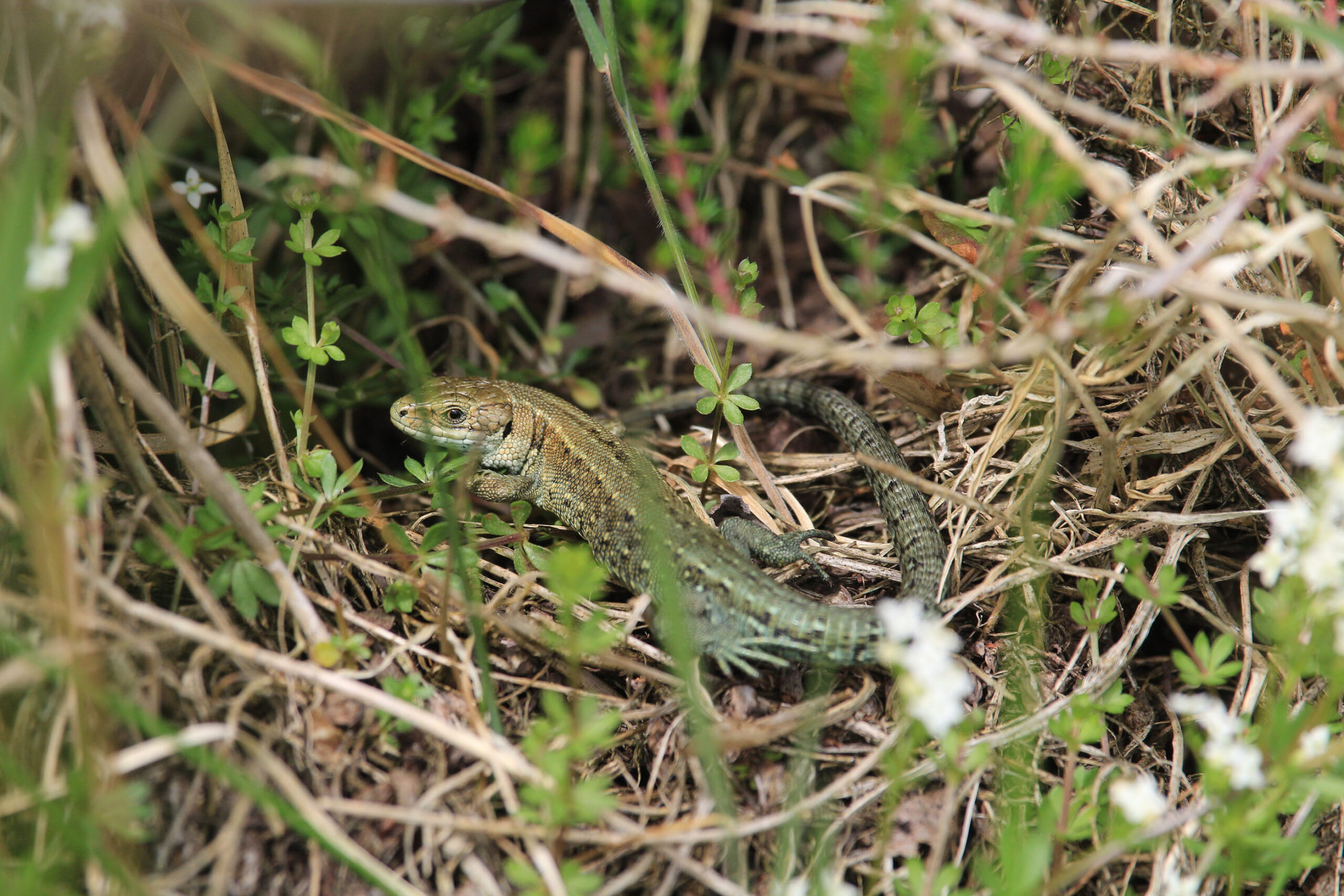 FE News | Animal Management students help upgrade habitat for Common Lizard