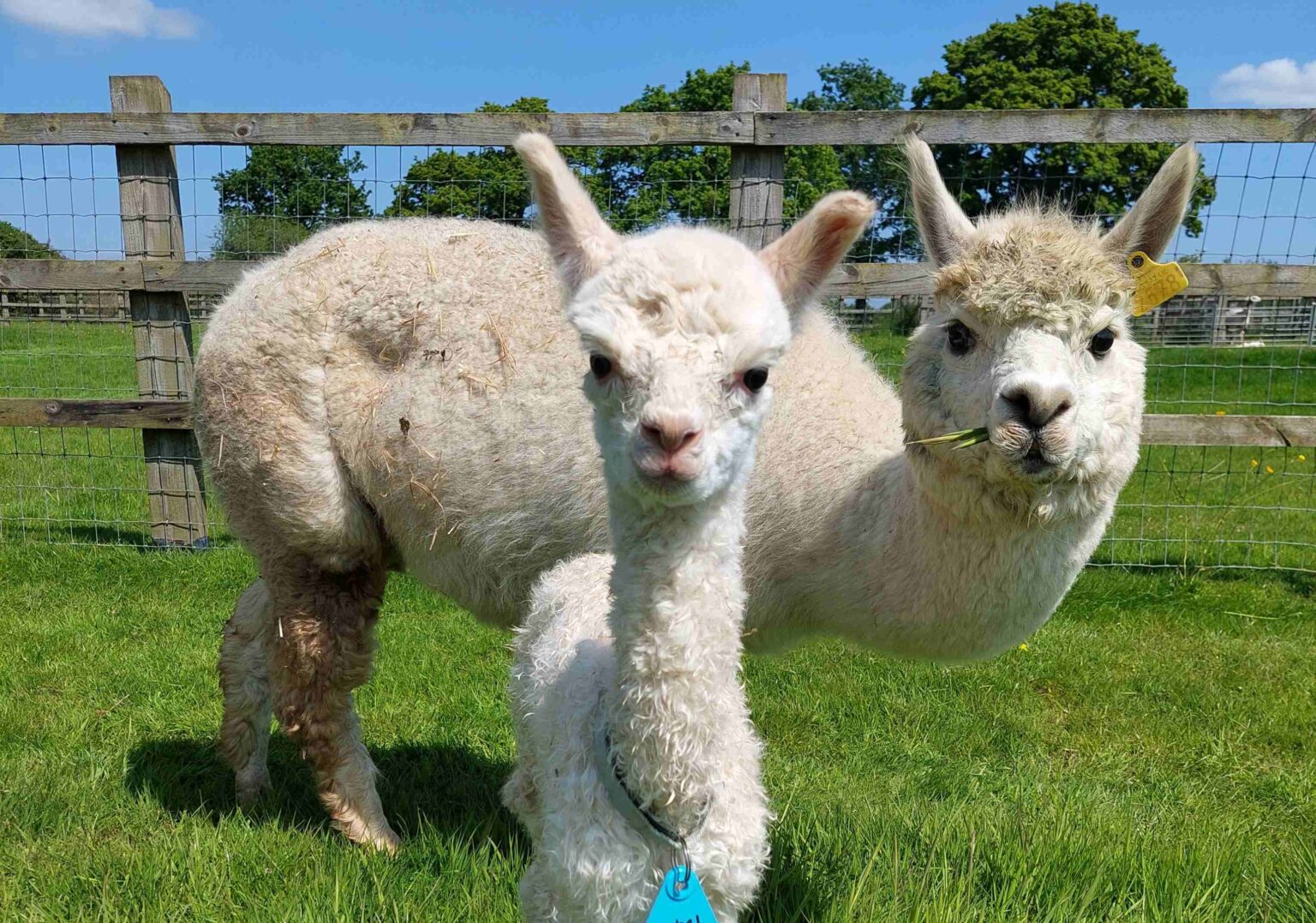 FE News | First alpaca babies born at Brinsbury College